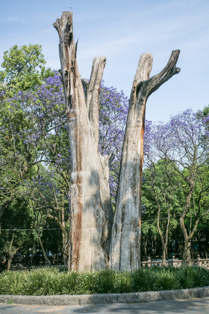 Conoce al Sargento, uno de los ahuehuetes más antiguos de la ciudad ...