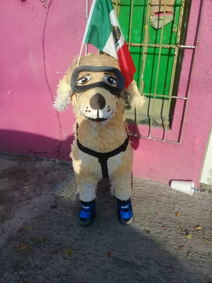 Frida, la perra rescatadora, vuelve loca de amor a la CDMX
