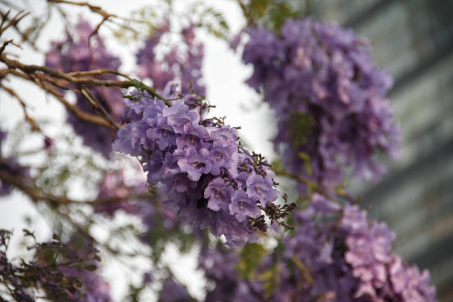 Conoce la historia de las jacarandas en la CDMX - Máspormás