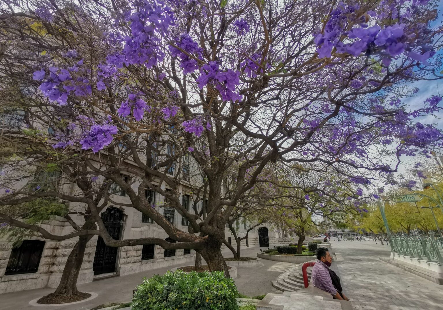 Conoce la historia de las jacarandas en la CDMX - Máspormás
