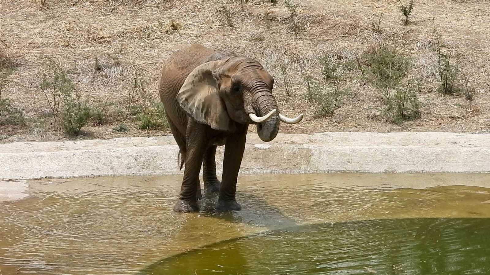 Ely, la elefanta consentida del zoológico Aragón, da la bienvenida a ...