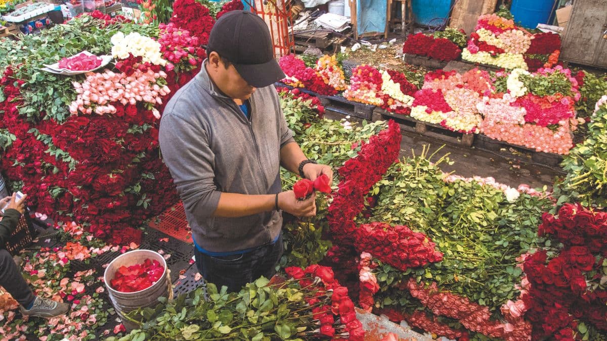 Jamaica: el oasis floral que ni el sismo del 85 logró marchitar - Máspormás