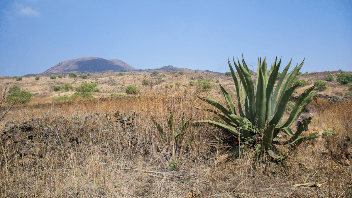 Iztapalapa aún conserva tres oasis de fauna silvestre - Máspormás