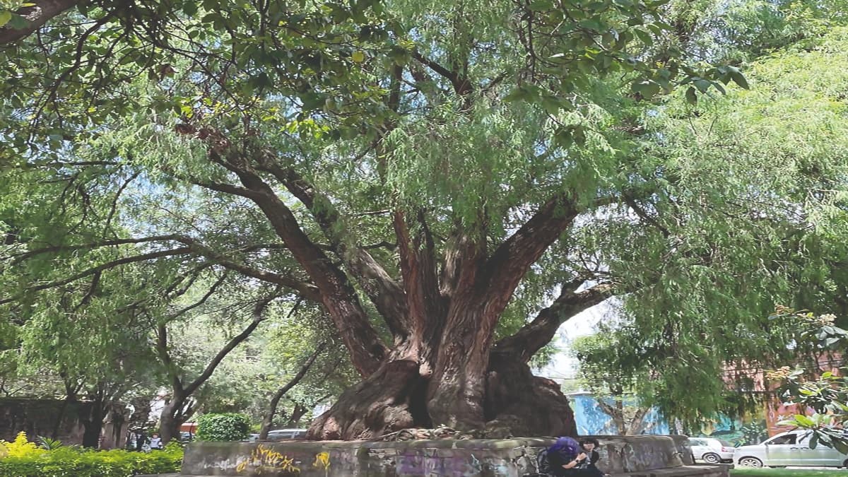 Los nuevos ahuehuetes patrimoniales en la CDMX - Máspormás
